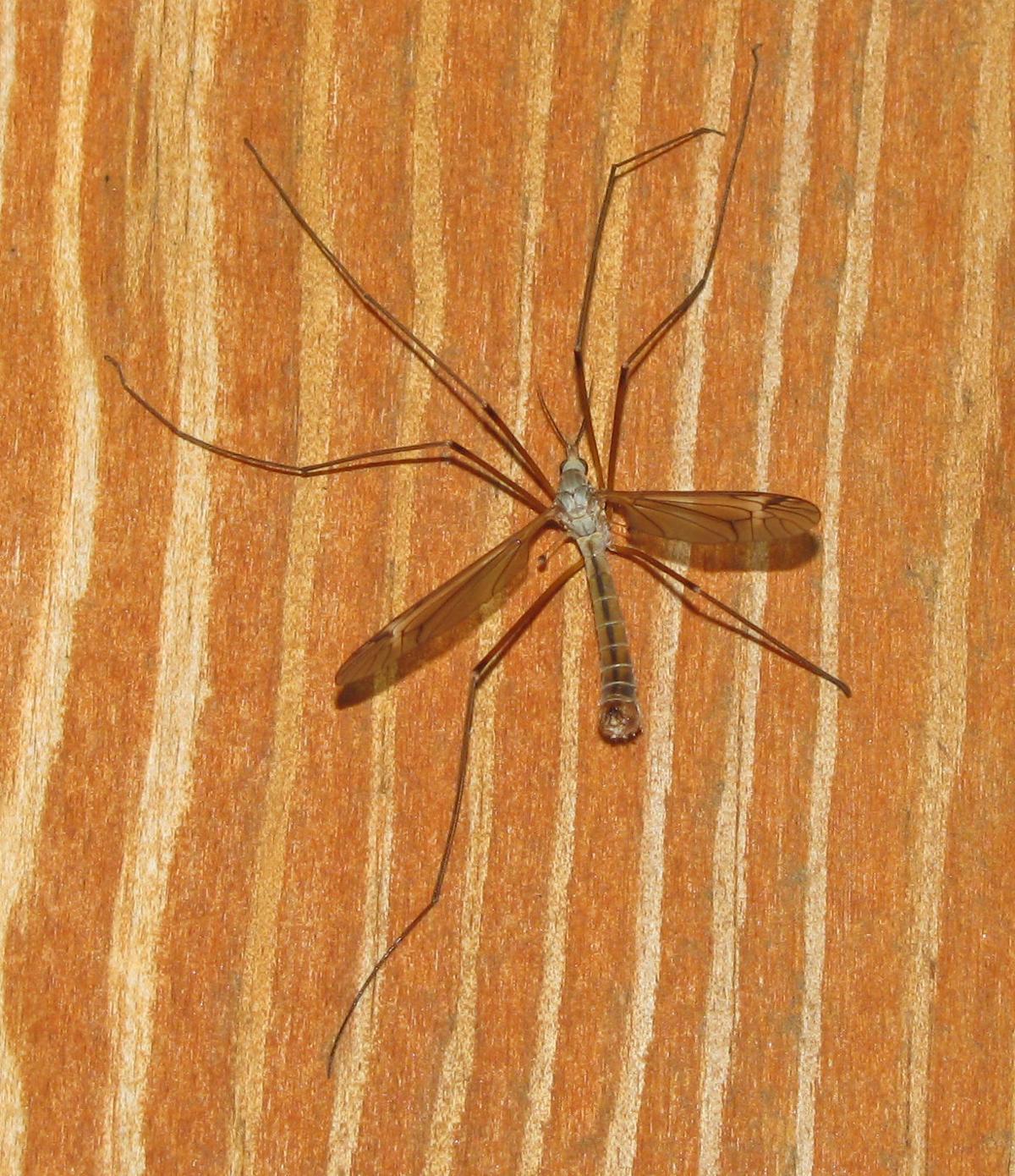 Pen in Hand: Crane Flies: big, harmless and with zero connection to ...
