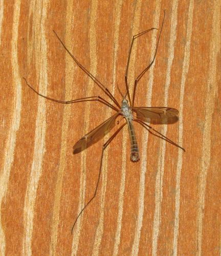 Pen in Hand: Crane Flies: big, harmless and with zero connection to ...