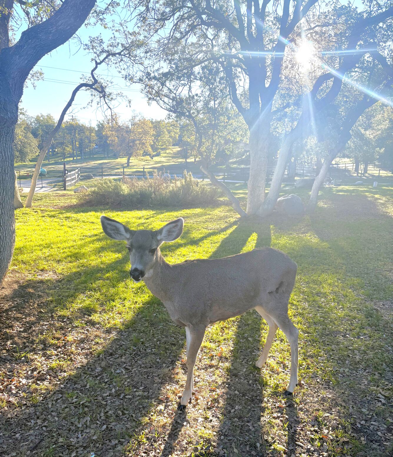Natural Sightings: A good time for deer | Lifestyle | tehachapinews.com