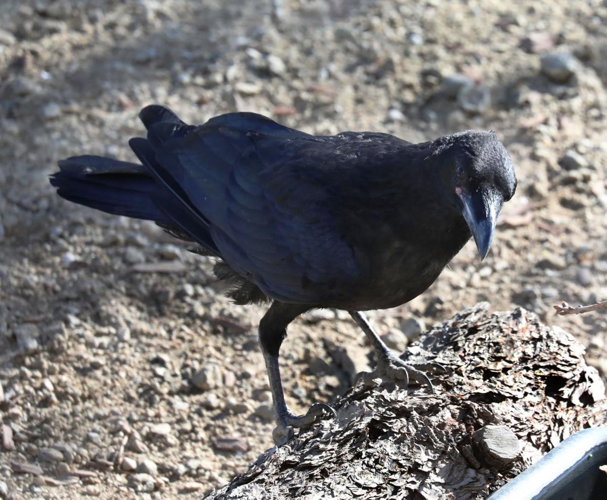 Pen in Hand: Raven chicks find lots to play about when they first leave ...