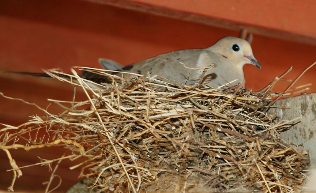 Indian Talk: traditional names for Tehachapi birds | Lifestyle ...