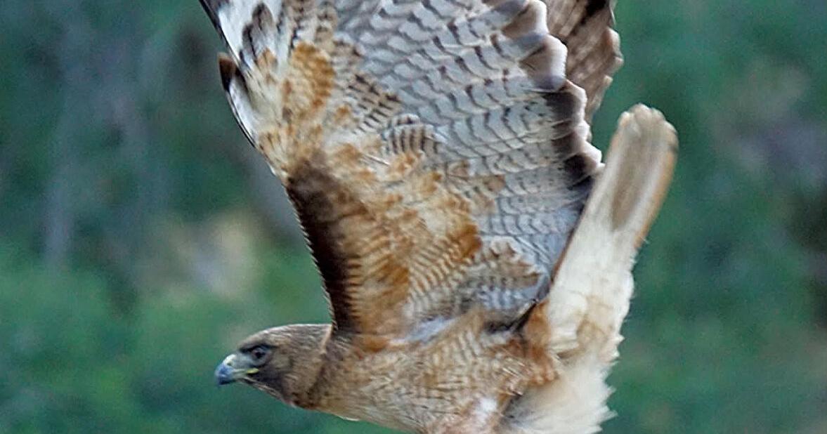 Natural Sightings: Wings up, feet down | Lifestyle | tehachapinews.com