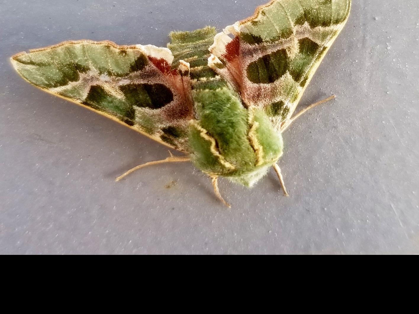 Green Sphinx Moth
