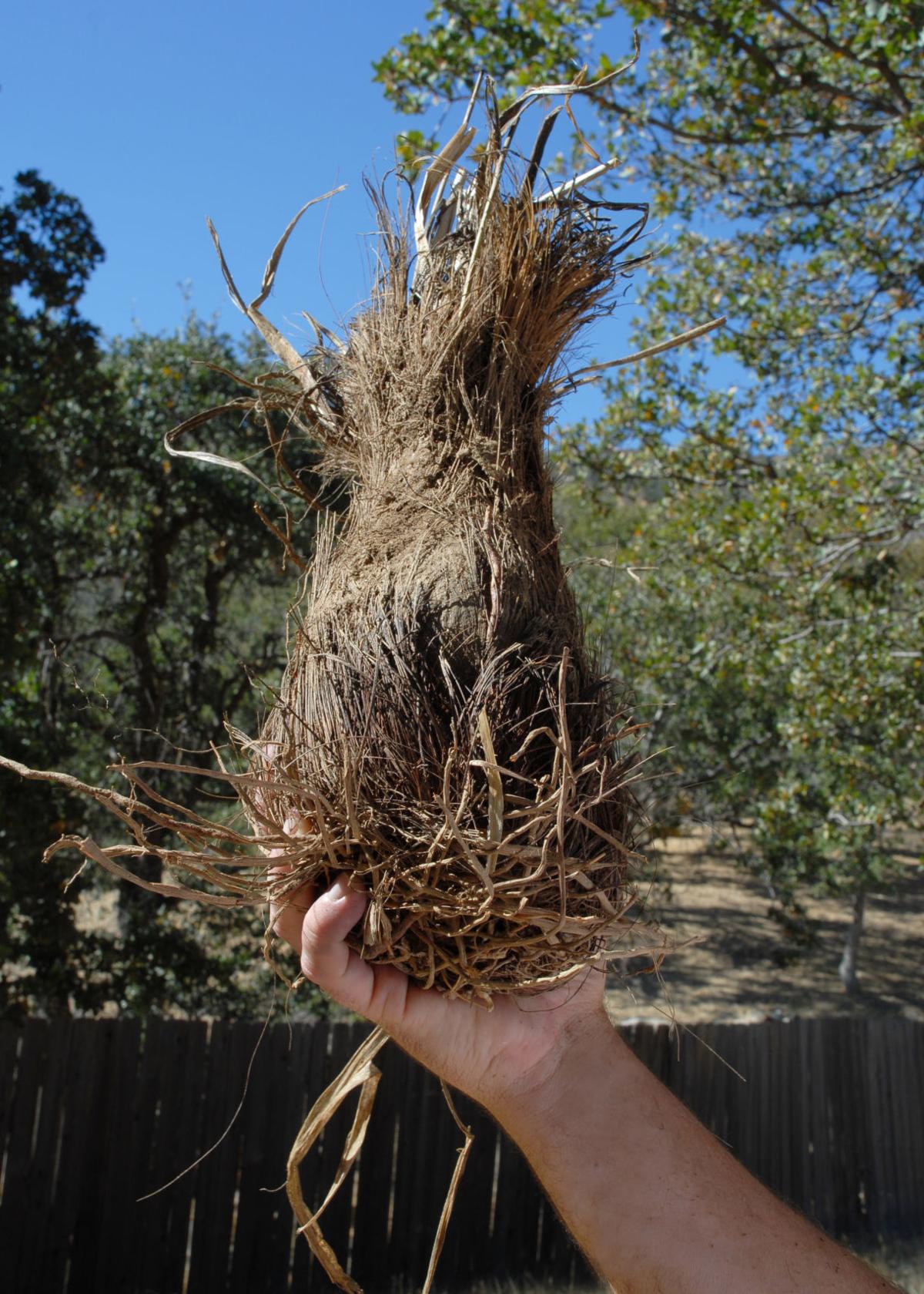 Pen in Hand: Soaproot brushes: local residents learn how to make a ...