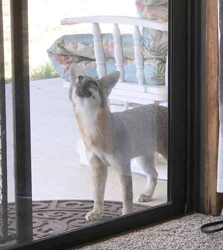 Natural Sightings: There's a fox at the door | Lifestyle ...