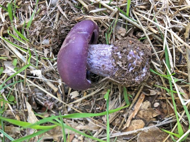 Natural Sightings: Wood blewit | Lifestyle | tehachapinews.com
