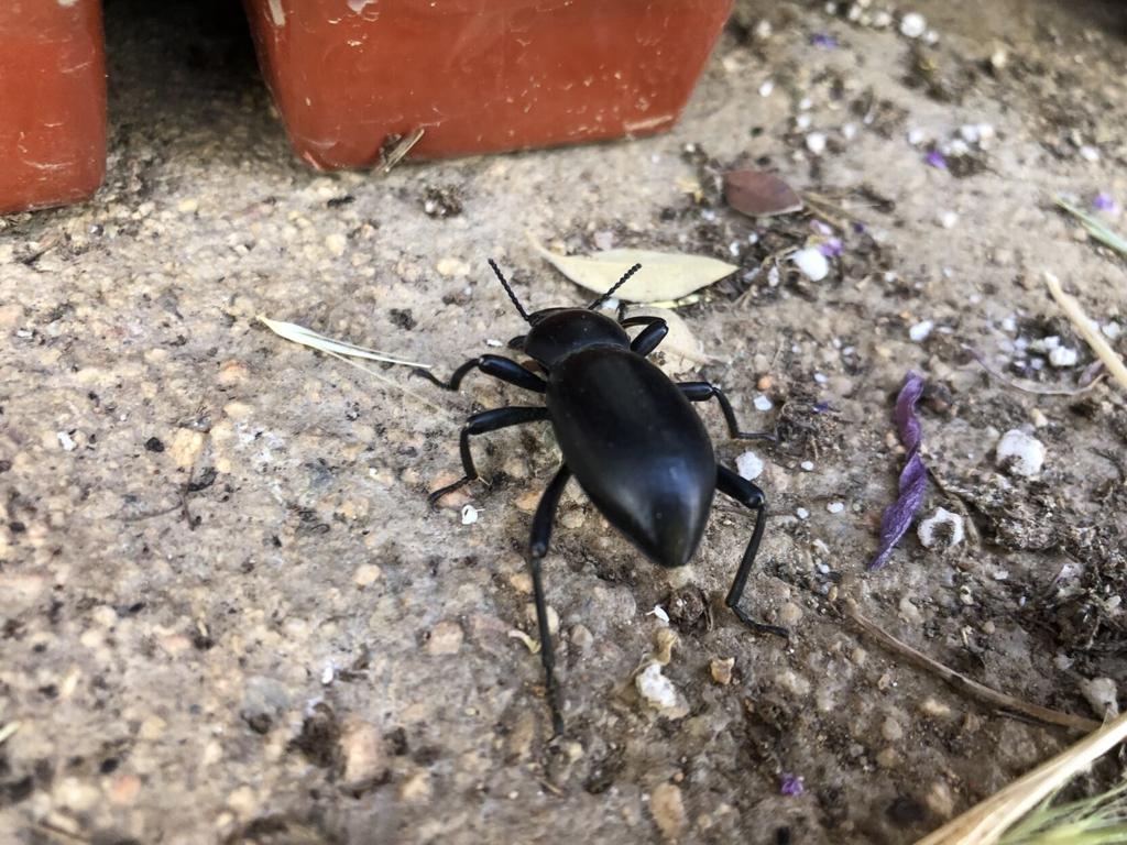 darkling beetles bite