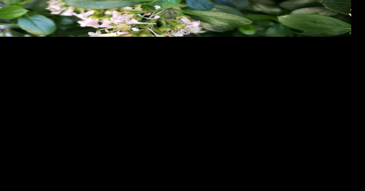 Natural Sightings: A very large but docile bee | Lifestyle ...