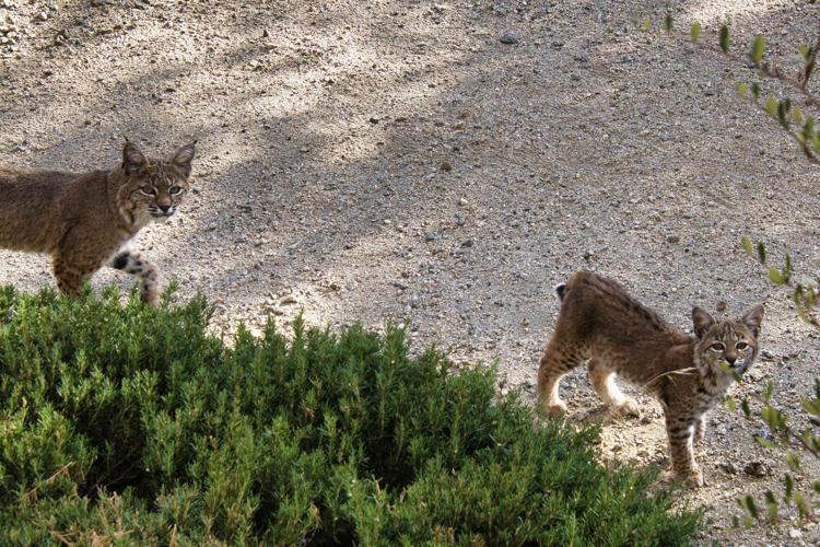 Pen in Hand: Mother bobcat and kittens | Lifestyle | tehachapinews.com