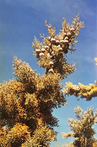 Pen in Hand: Arizona cypress —a tough, resilient pioneer | Lifestyle ...