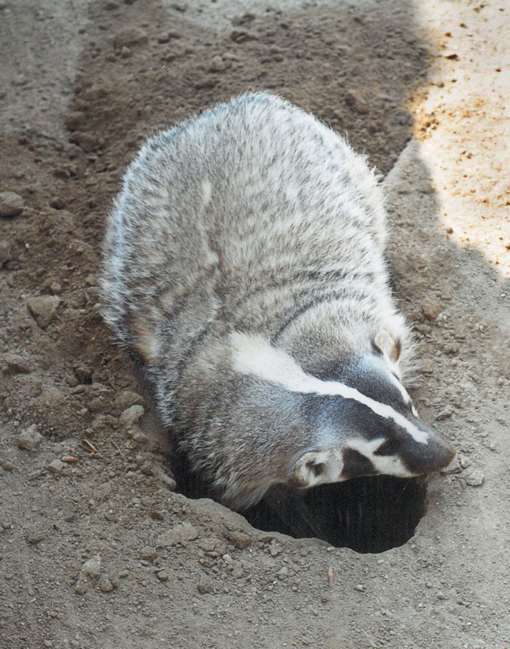 Home Décor Taxidermy & Curiosities 2 Preserved Front Badger Paws etna ...