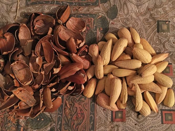 Pen in Hand: This autumn brings an abundance of acorns | Lifestyle ...