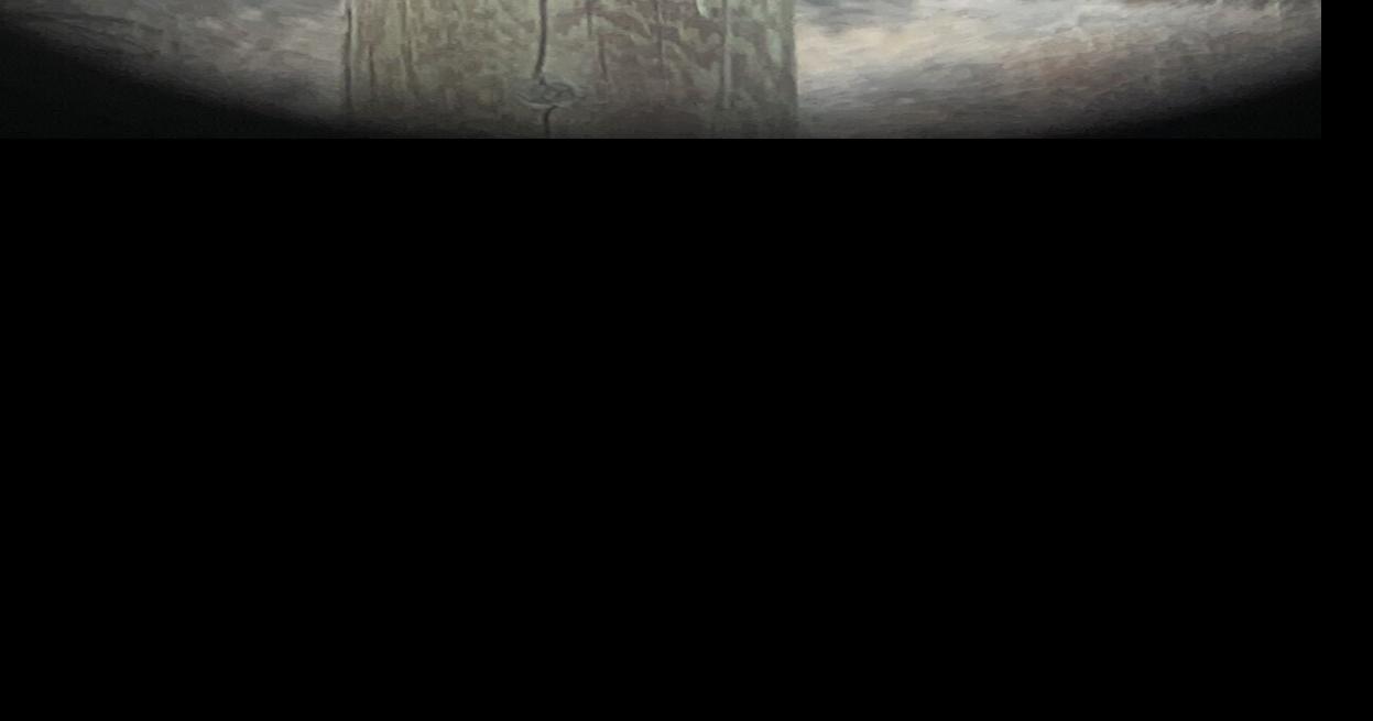 Natural Sightings: Who is that little masked predator? | Lifestyle ...