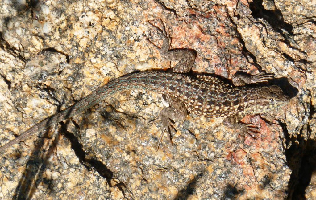 side blotched lizard size