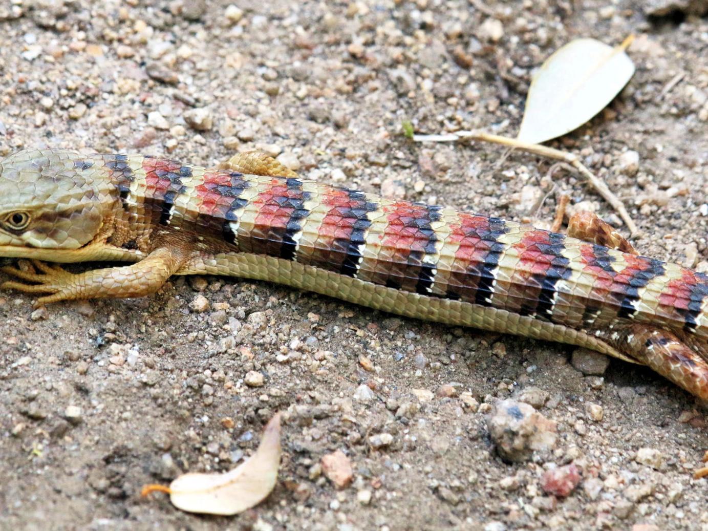 do alligator lizards bite