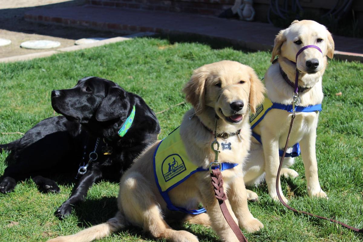 Helping dogs help people: Puppy raisers for future service dogs sought ...