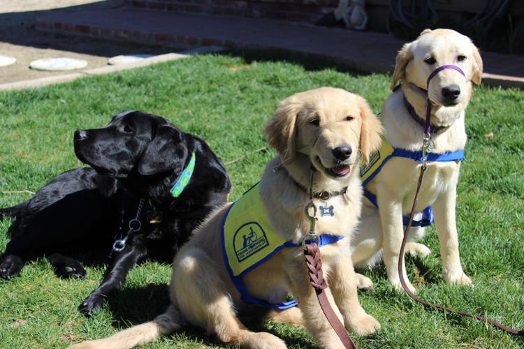 Helping dogs help people: Puppy raisers for future service dogs sought ...