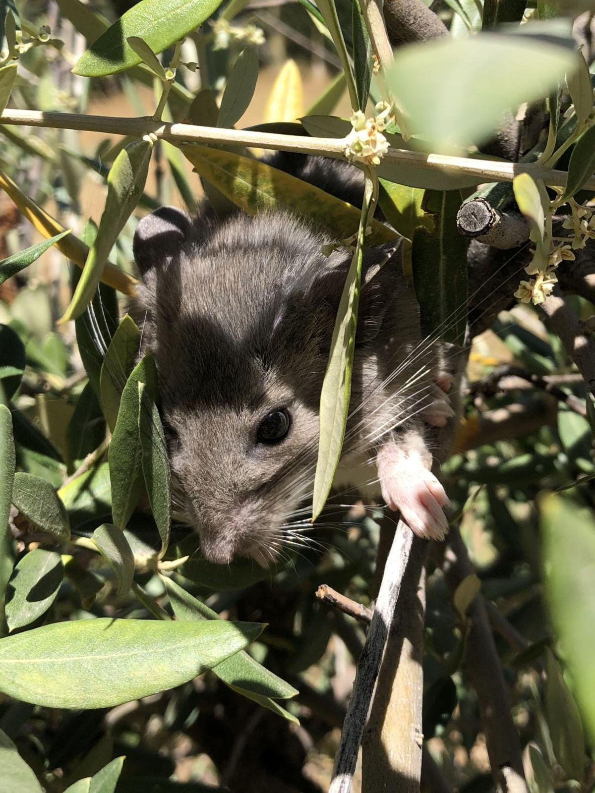 Pen in Hand: Dusky-footed woodrat: these pack rats are elusive but ...