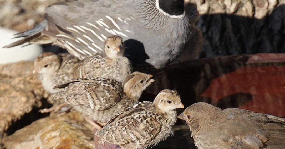 Pen in Hand: California Quail: cute babies cared for by attentive ...