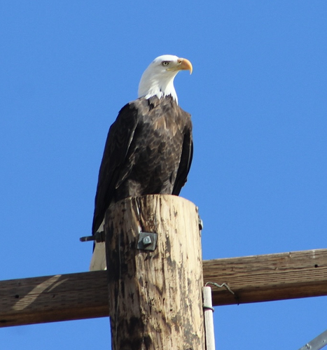 Pen in Hand: The winter travelers that come and go | Lifestyle ...