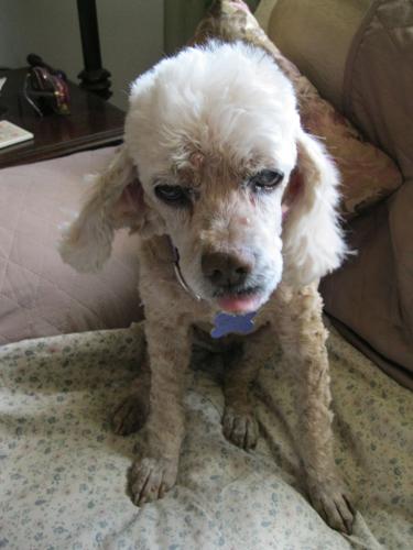 Cockapoo turns 20 years old...that's 115 to me and you! | News ...