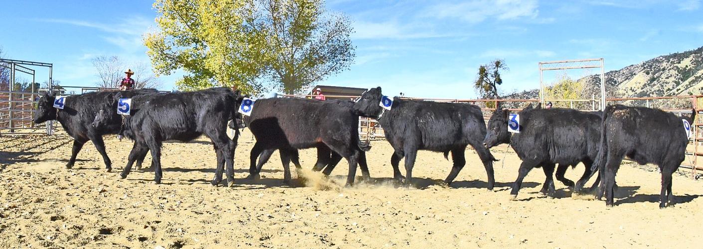 cattle sorting competition