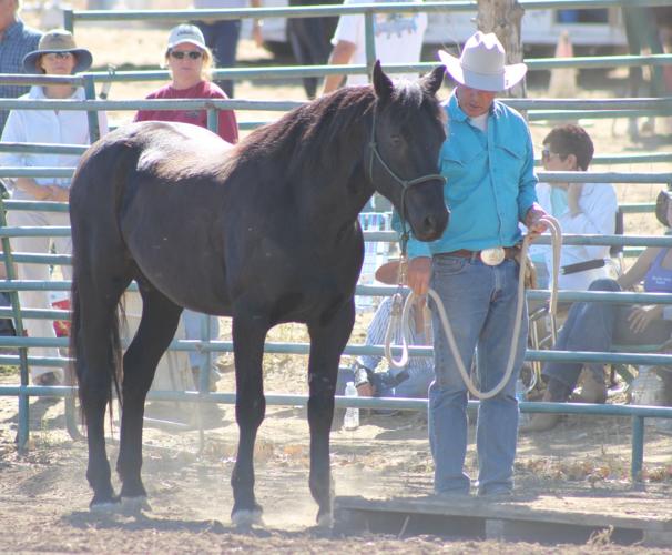 Vaquero 2015: A special relationship between wild horse and its human ...