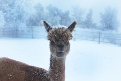 Natural Sightings: I'm used to snow and cold weather | Lifestyle ...