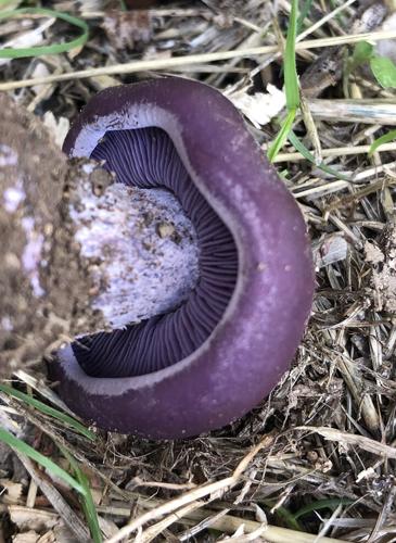Natural Sightings: Wood blewit | Lifestyle | tehachapinews.com