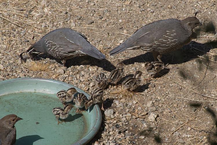 Pen in Hand: A banner year for baby California Quail | Lifestyle ...