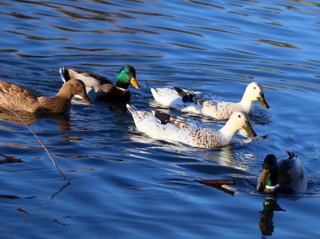 mallard colours