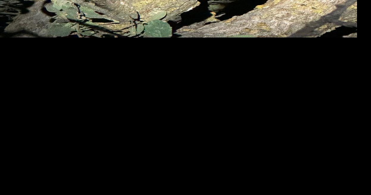 Natural Sightings: Raccoon | Lifestyle | tehachapinews.com