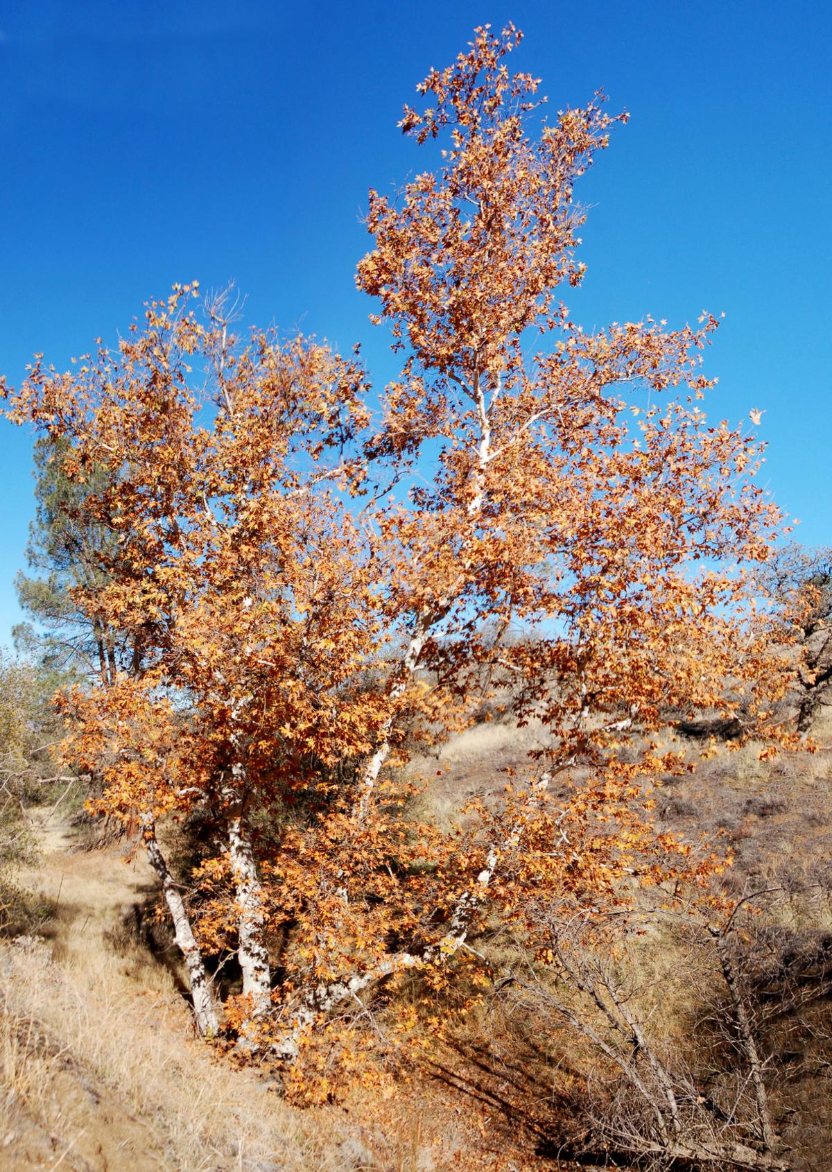 Pen in Hand: California Sycamore: the jigsaw puzzle tree | Lifestyle ...