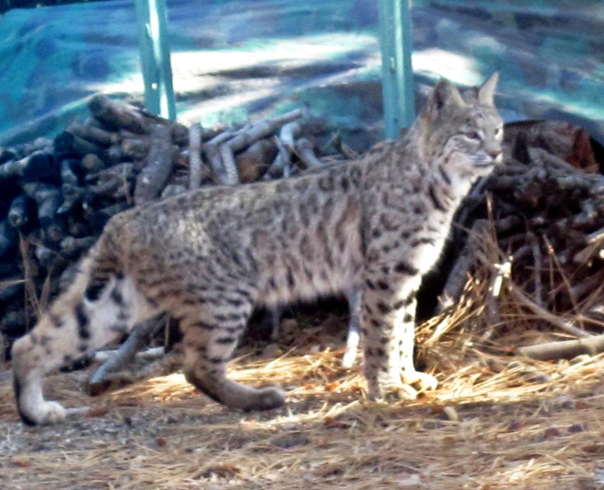 Natural Sightings: A cat with beautiful markings | Lifestyle ...