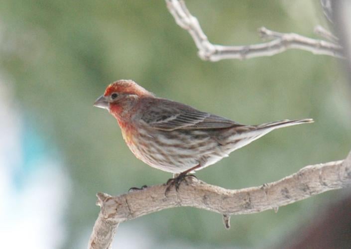 Pen in Hand: House Finches are familiar birds with a cheerful, upbeat ...