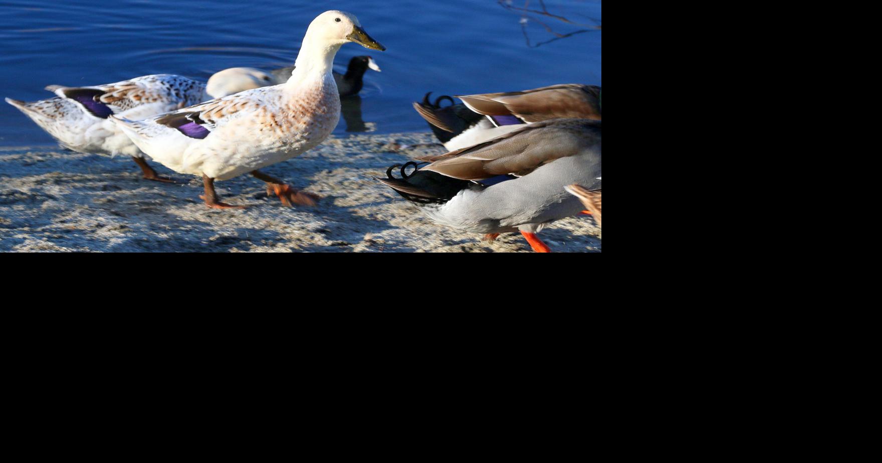 mallard colour variations