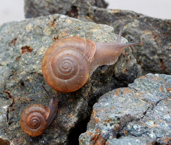 Pen in Hand: Desert snails: mollusks appear in the strangest of places ...