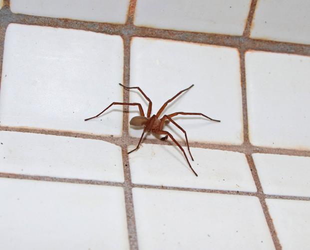 Pen in Hand: Rocky Canyon Spider: Why is that monster in my house ...