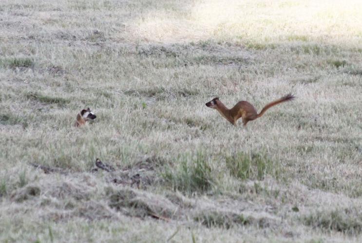 Pen in Hand: Long-tailed Weasels: slender and playful little streaks of ...