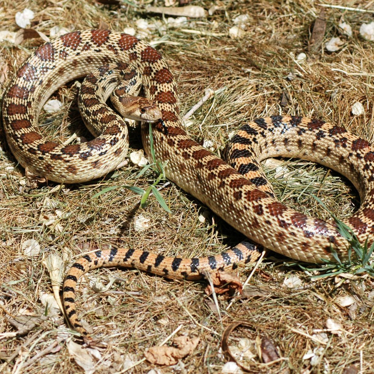 gopher snake bite