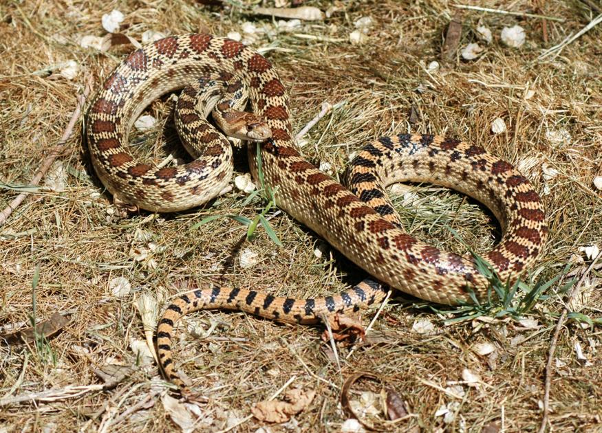 This really big Gopher Snake emerges early | Lifestyle | tehachapinews.com