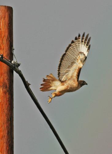 Natural Sightings: Into the wild sky | Lifestyle | tehachapinews.com