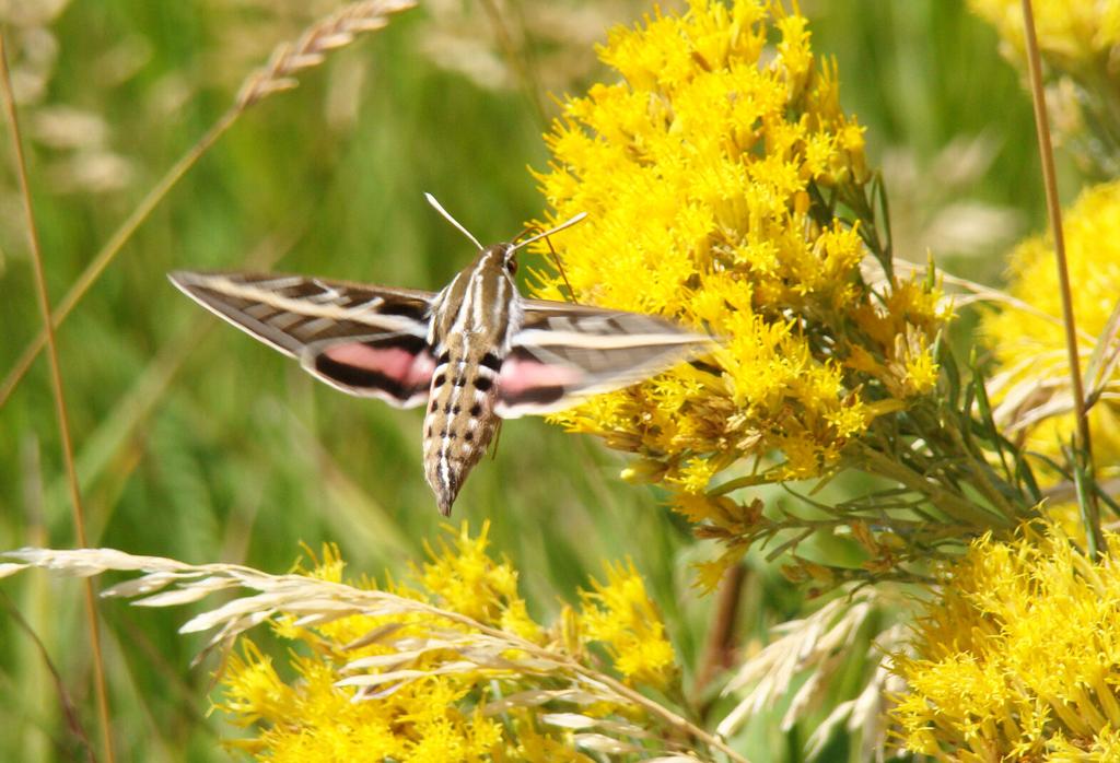 white lined sphinx moth uk