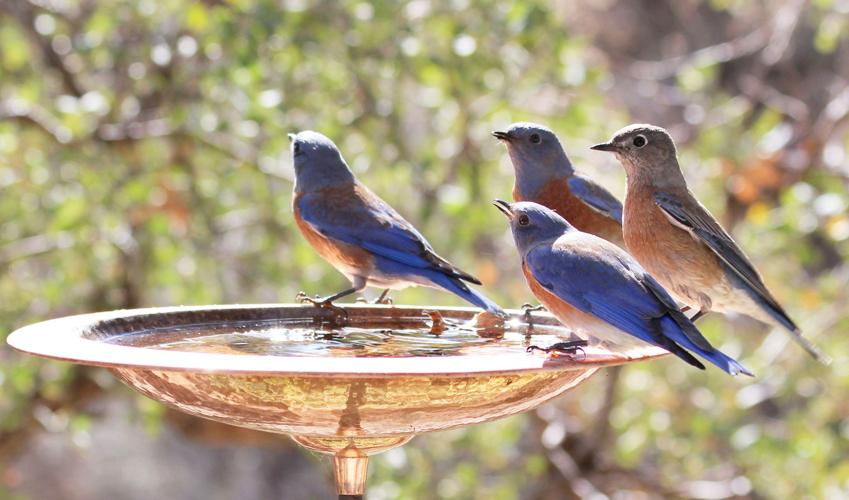Pen in Hand: Western Bluebirds of Happiness: simply beautiful thrushes ...