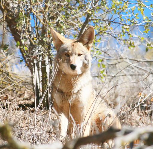 Pen in Hand: Coyotes in Tehachapi legend and life | Lifestyle ...