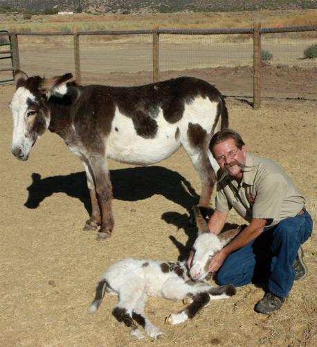 mini donkey rescue