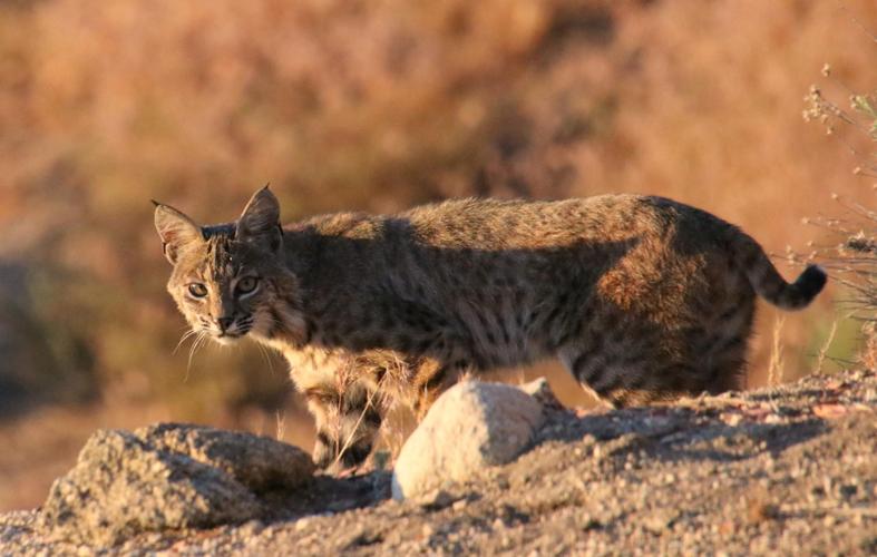 adolescent bobcat