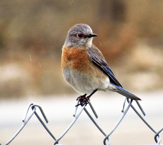 Pen in Hand: Western Bluebirds of Happiness: simply beautiful thrushes ...