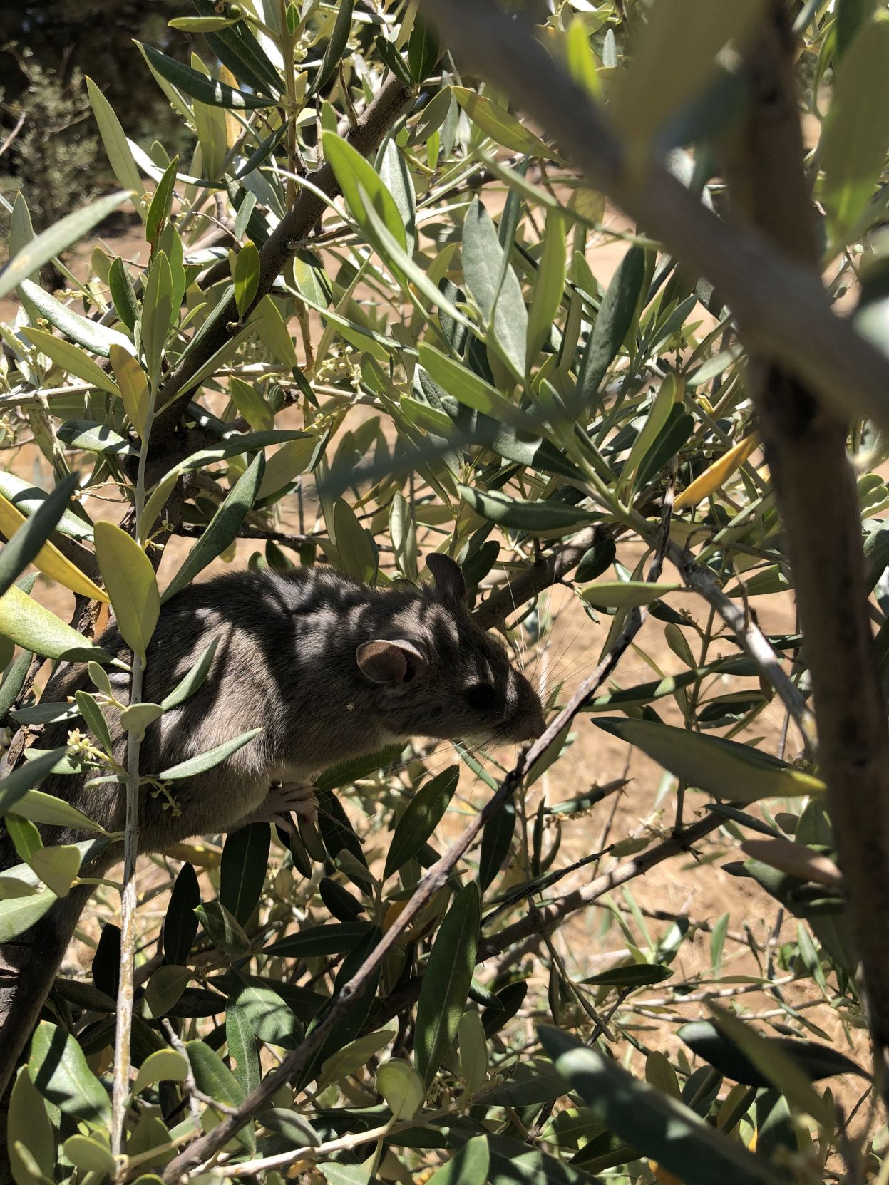 Pen in Hand: Dusky-footed woodrat: these pack rats are elusive but ...