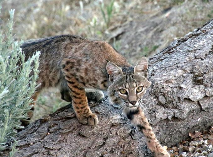 adolescent bobcat